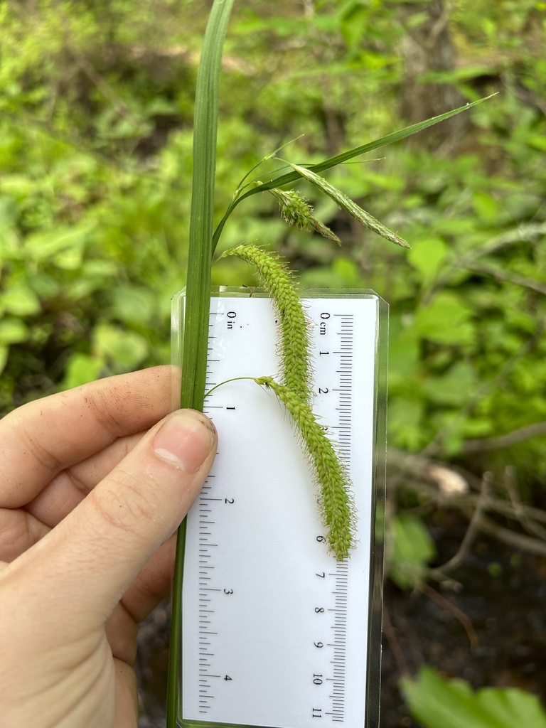 nodding sedge in May 2023 by Taylor Sturm. Changing to gynandra after ...