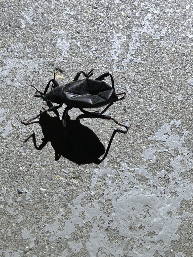 Armored Stink Beetle from Great Southern Overland Stage Rte, Julian, CA ...