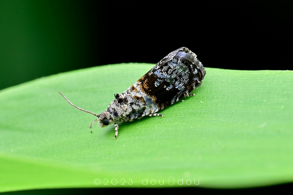 Aterpia issikii from 中国江苏省南京市江宁区汤山 on May 20, 2023 at 08:51 PM by 豆豆 ...