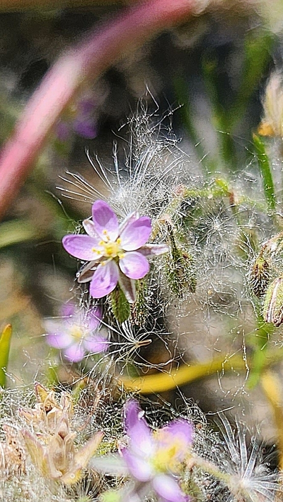 Red Sand Spurrey from Corona, CA 92882, USA on May 22, 2023 at 01:50 PM ...