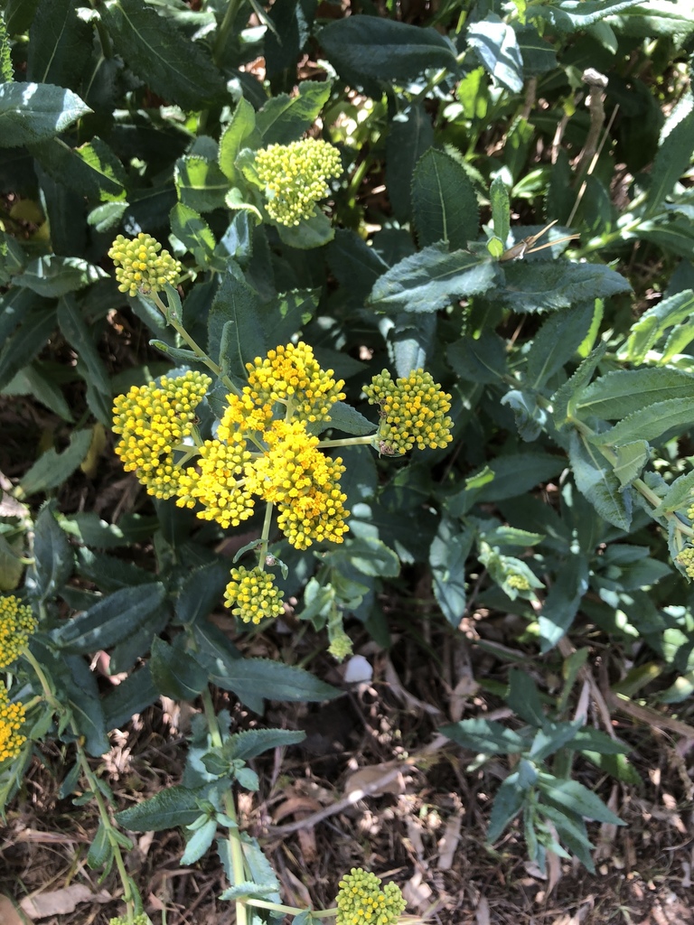 Scented Groundsel from Surf Coast - West, AU-VI, AU on November 17 ...