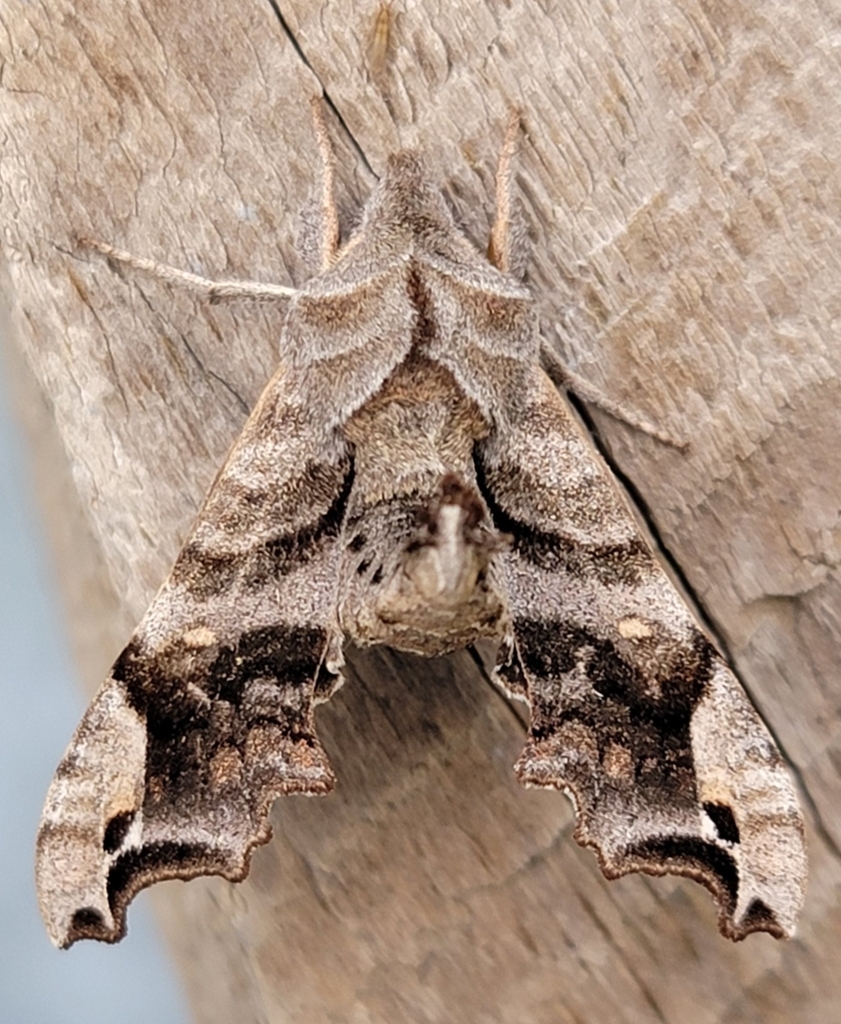 Lettered Sphinx from Wayne on May 23, 2023 at 06:31 AM by -alaimins-. X BugGuide · iNaturalist