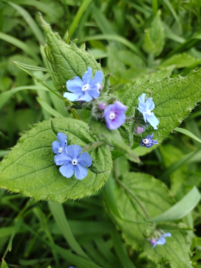 Green Alkanet from Bulkington, UK on May 23, 2023 at 05:10 PM by ...