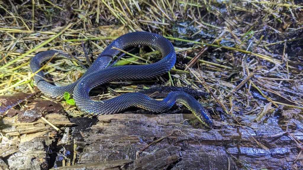 Formosa Odd-scaled Snake from 903台灣屏東縣瑪家鄉MMCW+2C on May 23, 2023 at 08: ...