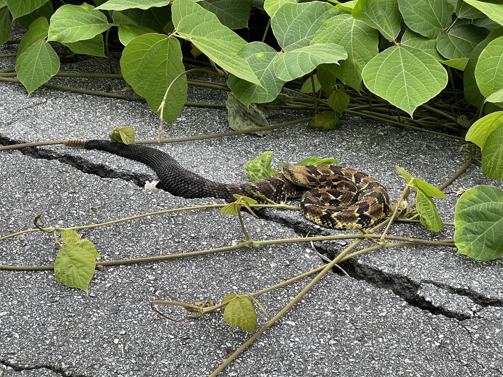 Timber Rattlesnake in May 2023 by Robert Valente · iNaturalist