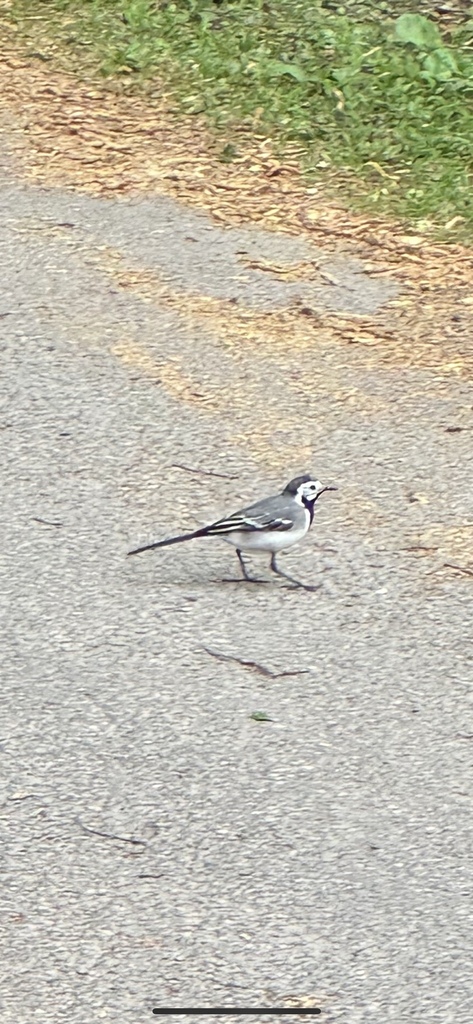 White Wagtail from Rådhusgatan, Skövde, O, SE on May 23, 2023 at 06:33 ...