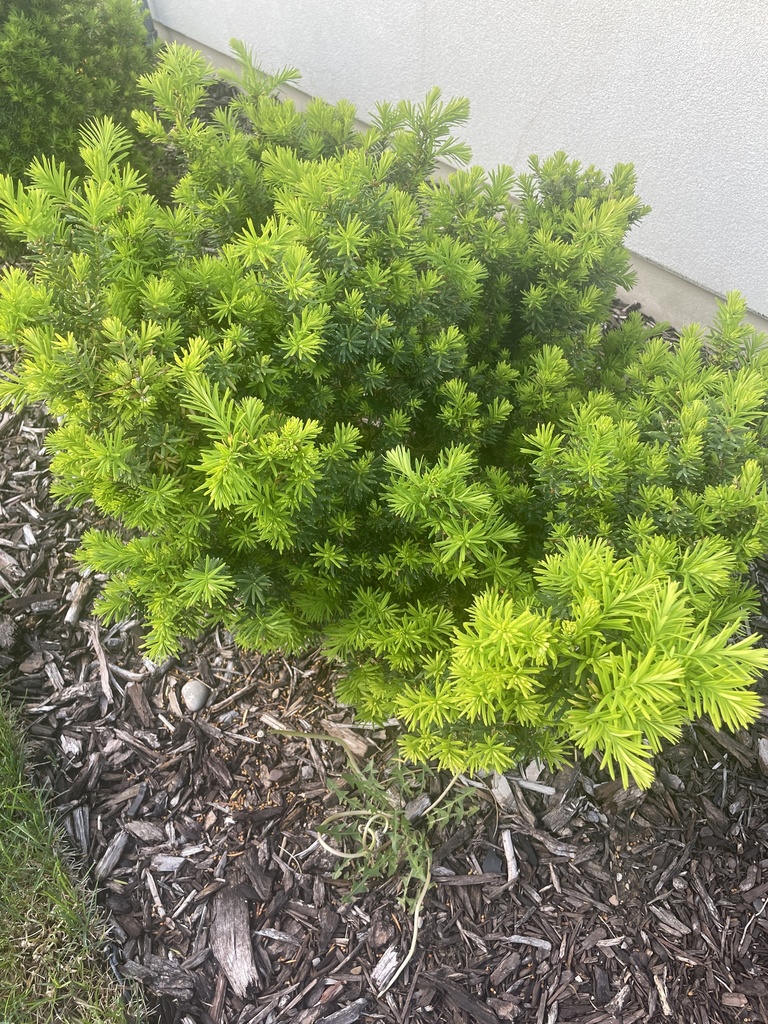 Japanese yew from S Holly Springs Dr, South Jordan, UT, US on May 23 ...
