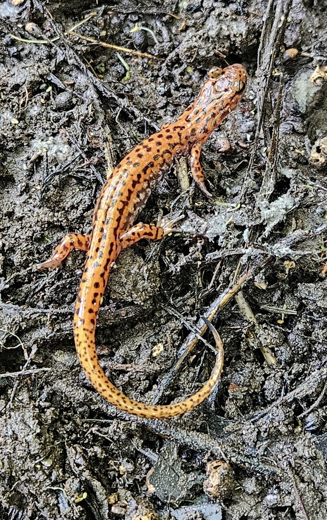 Cave Salamander from Wildcat Bluff on May 23, 2023 by Tony Gerard ...