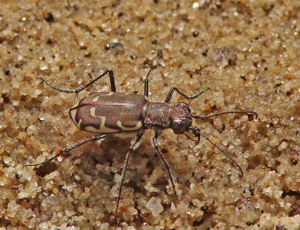 Bronzed Tiger Beetle from Fentress County, TN, USA on May 23, 2023 at ...