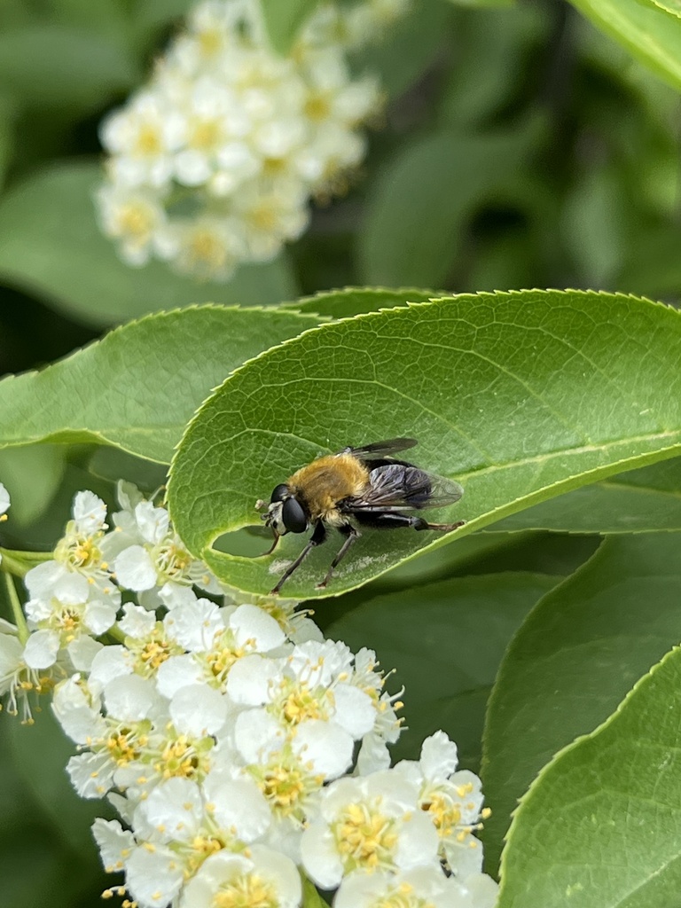 Brown-haltered Bee-mimic Fly from Arrowcreek Open Space, Reno, NV, US ...