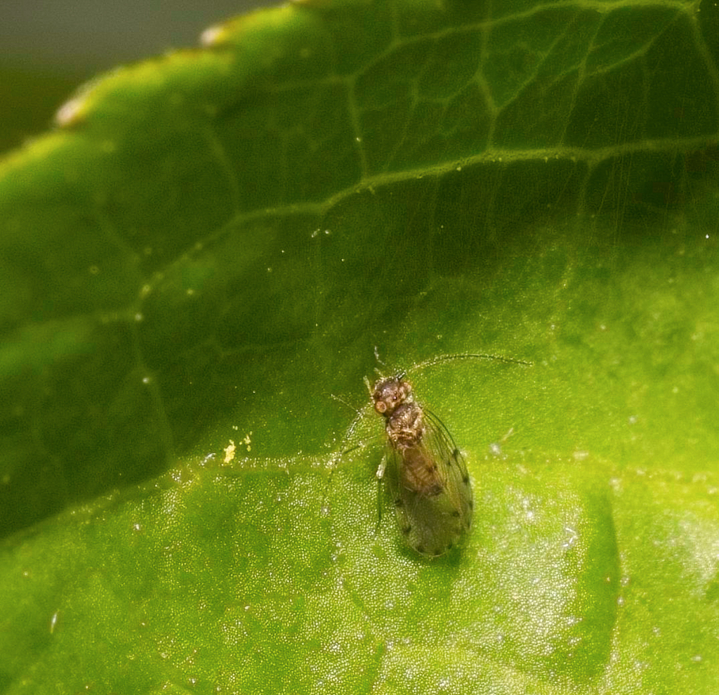 Ectopsocus in May 2023 by Sharon Shaw Milligan. Guessing · iNaturalist