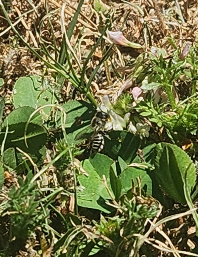 Leafcutter, Mortar, and Resin Bees from Laurel Glen, Bakersfield, CA ...