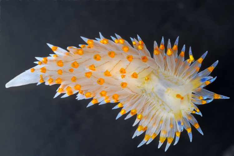 Santa Barbara Janolus ( Intertidal Nudibranchs of the Monterey Bay Area ...