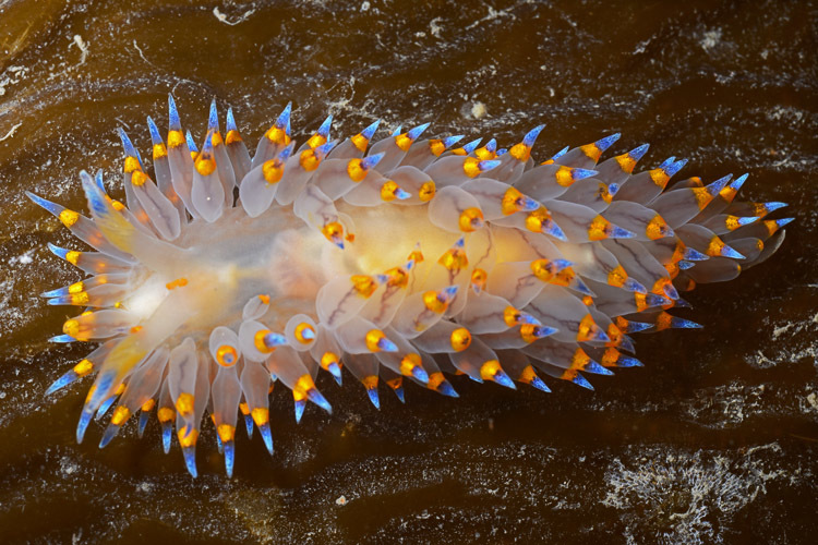 Santa Barbara Janolus ( Intertidal Nudibranchs of the Monterey Bay Area ...