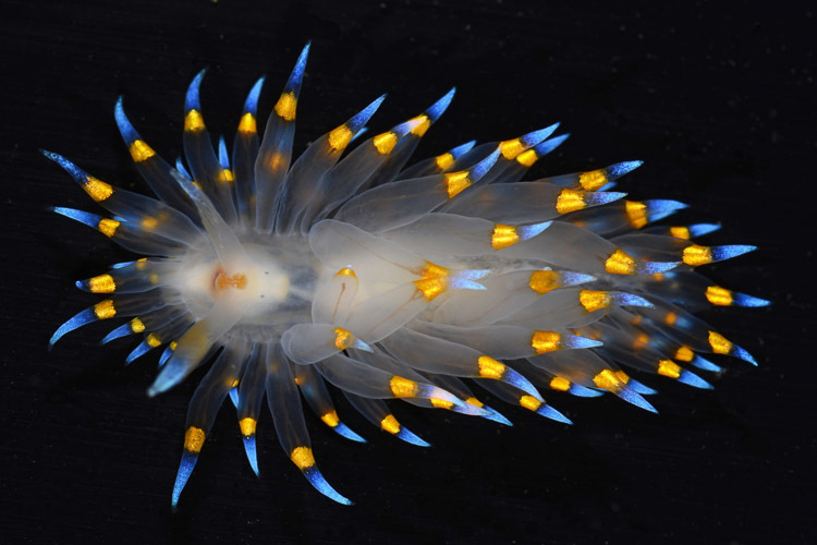 Santa Barbara Janolus ( Intertidal Nudibranchs of the Monterey Bay Area ...