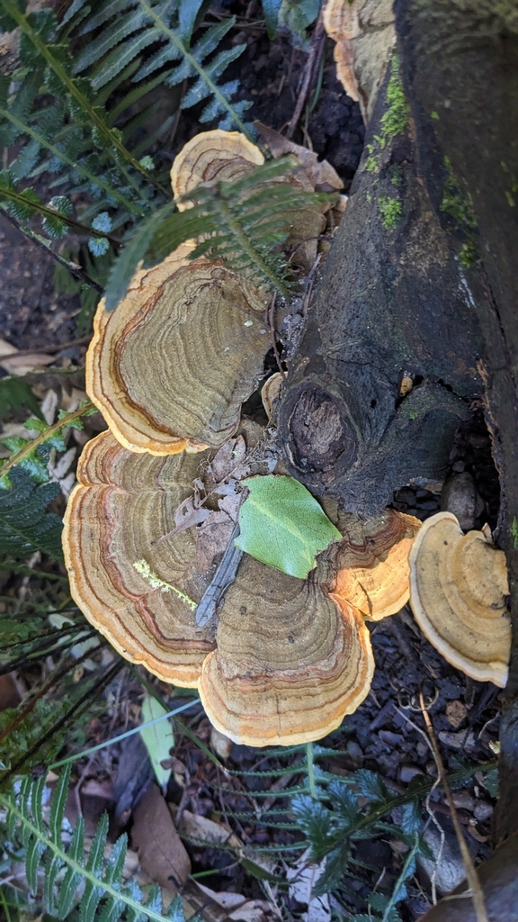 Stereum from Speers Point NSW 2284, Australia on May 22, 2023 at 11:09 ...