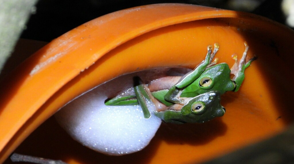 Orange-belly Tree Frog in May 2020 by 古國順 · iNaturalist