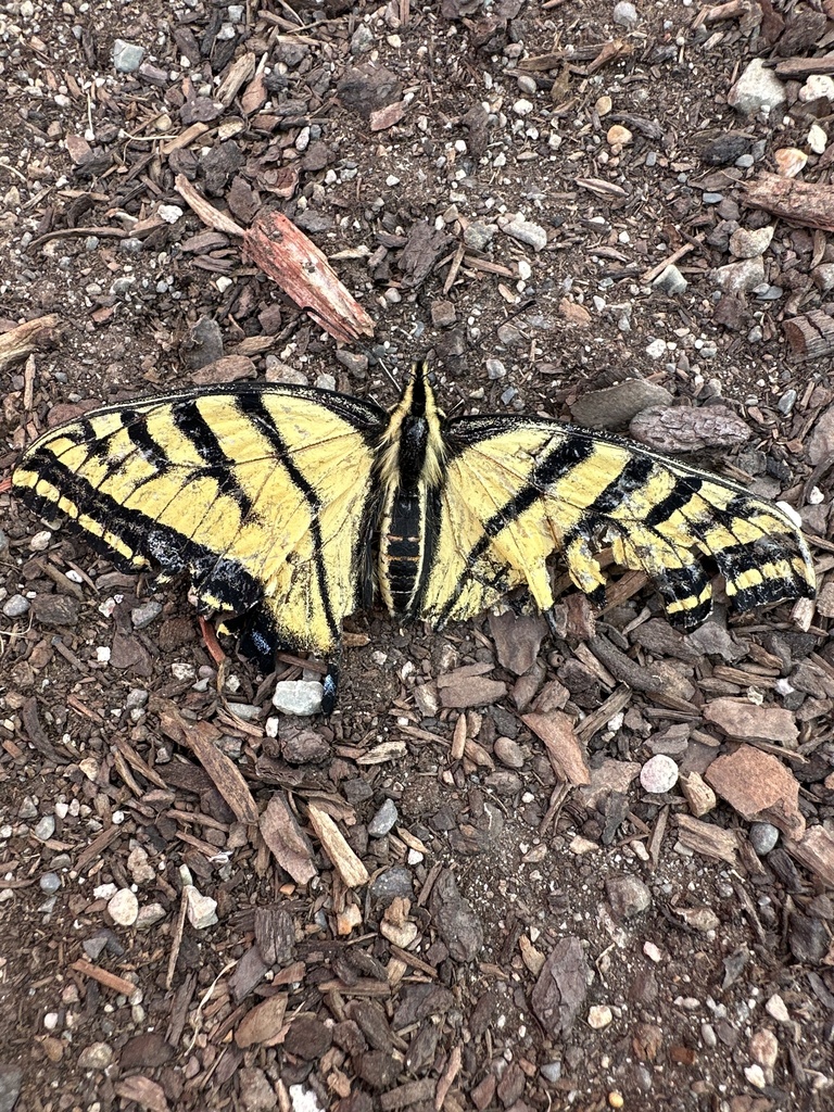 Two-tailed Swallowtail from S West Terrace Dr, Cheney, WA, US on May 23 ...