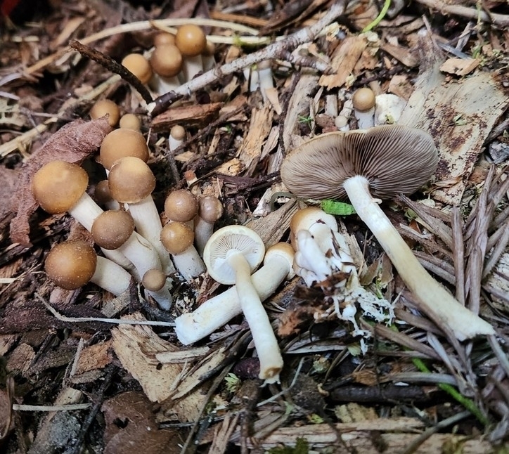 Psathyrellaceae from Island County, US-WA, US on May 20, 2023 at 08:13 ...
