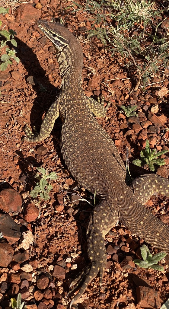 Western Argus Monitor from Millstream WA 6716, Australia on August 28 ...
