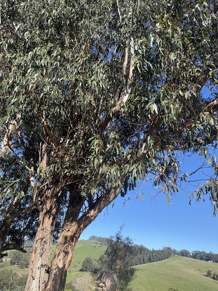 mountain grey gum from Mirboo North-Trafalgar Rd, Trafalgar, VIC, AU on ...