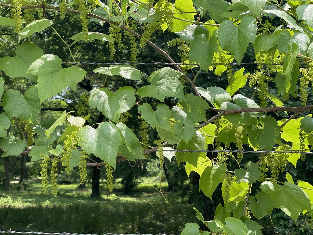 graybark grape from Ellis Ranch Rd, Era, TX, US on May 23, 2023 at 02: ...