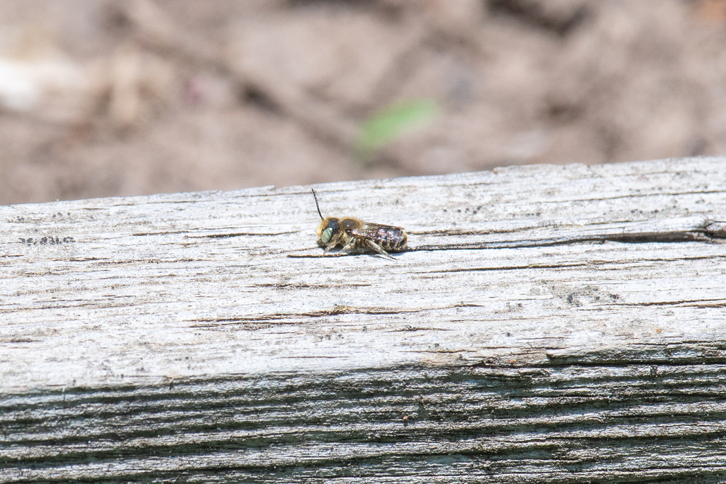 Eutricharaea from The Southampton, St. Louis, MO 63109, USA on May 21 ...