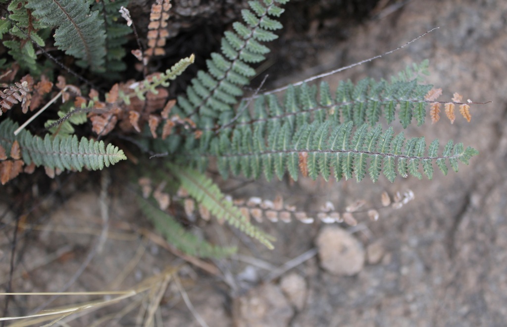 lip fern subfamily from Jeff Davis County, TX, USA on May 20, 2023 at ...