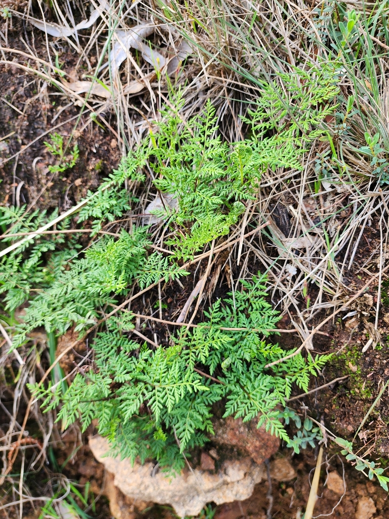 Lip Ferns from Rosebud VIC 3939, Australia on May 23, 2023 at 11:26 AM ...