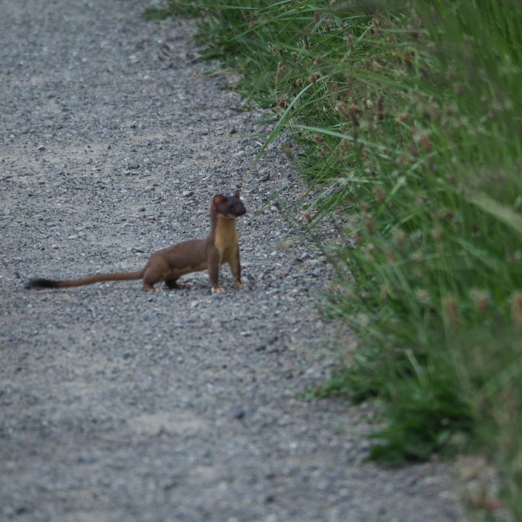 Long-tailed Weasel from Belfair, WA 98528, USA on May 23, 2023 at 07:48 ...