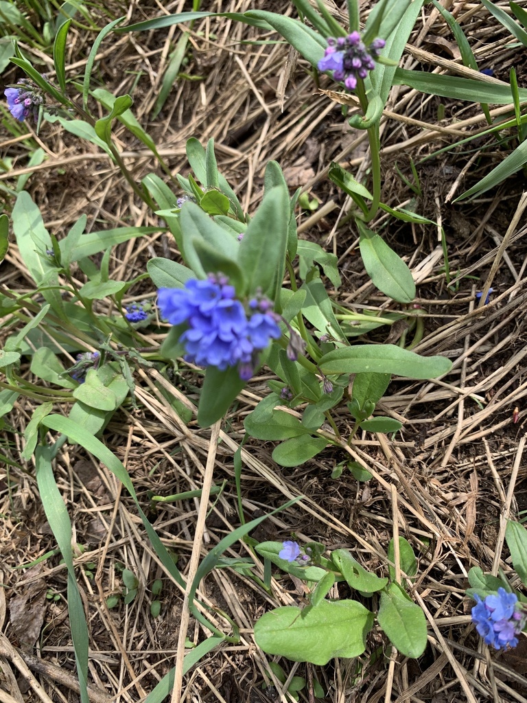 Bluebell from Second St, Steamboat Springs, CO, US on May 22, 2023 at ...