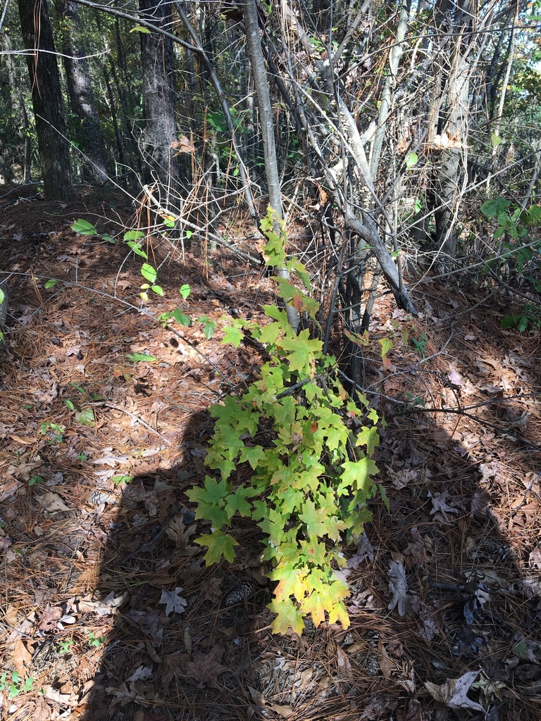 maples from Samford University, Homewood, AL, US on November 18, 2018 ...
