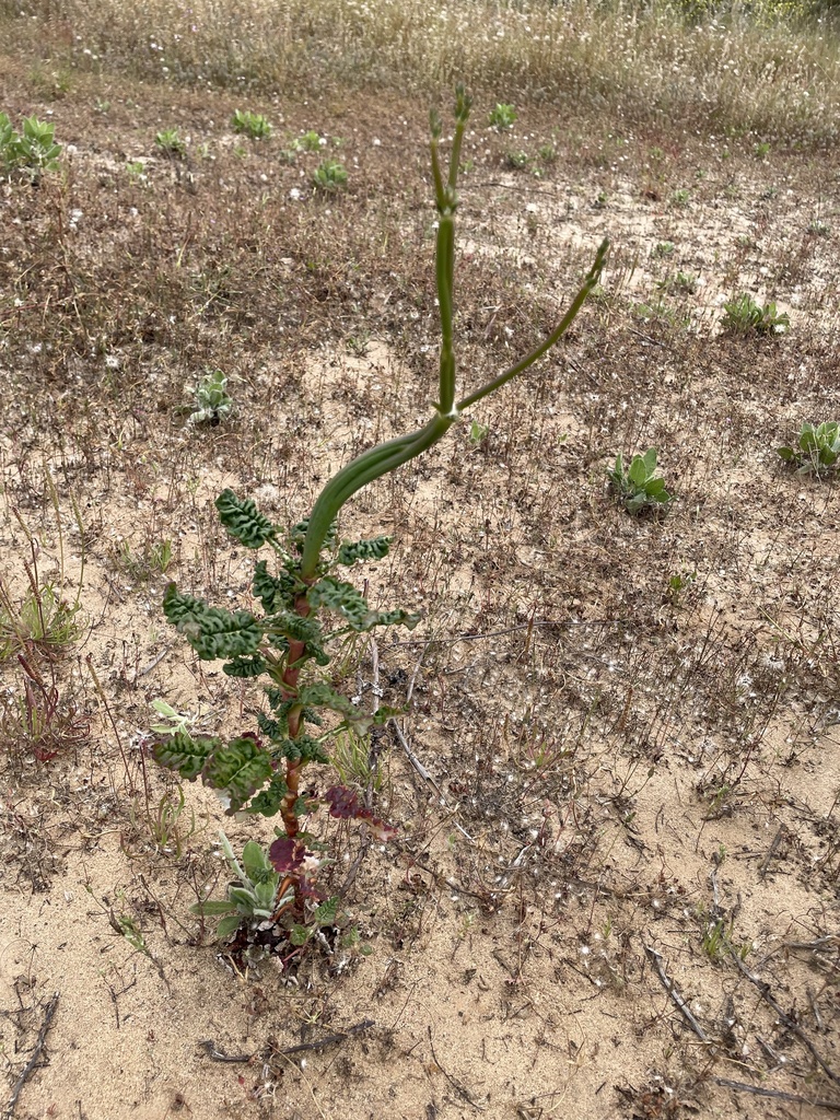 Naked Buckwheat from Royal Oaks, CA, US on May 23, 2023 at 04:52 PM by ...