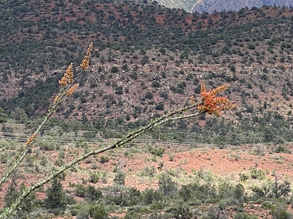 ocotillo from Coconino National Forest, Sedona, AZ, US on May 22, 2023 ...