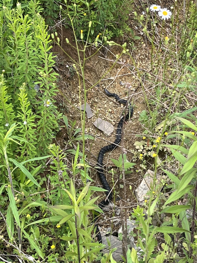Black Kingsnake from Seven Islands State Birding Park, Kodak, TN, US on ...
