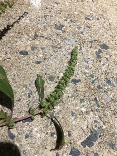 Observations by emmarb · iNaturalist.org