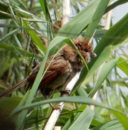 Vinous-throated Parrotbill from South Korea, Seoul, 서울특별시 서초구 바우뫼로12길 ...