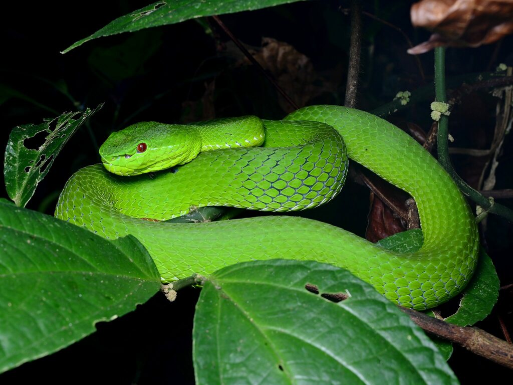 Pope’s Tree Viper from 中国云南省西双版纳傣族自治州勐腊县 on May 21, 2023 at 08:40 PM by ...