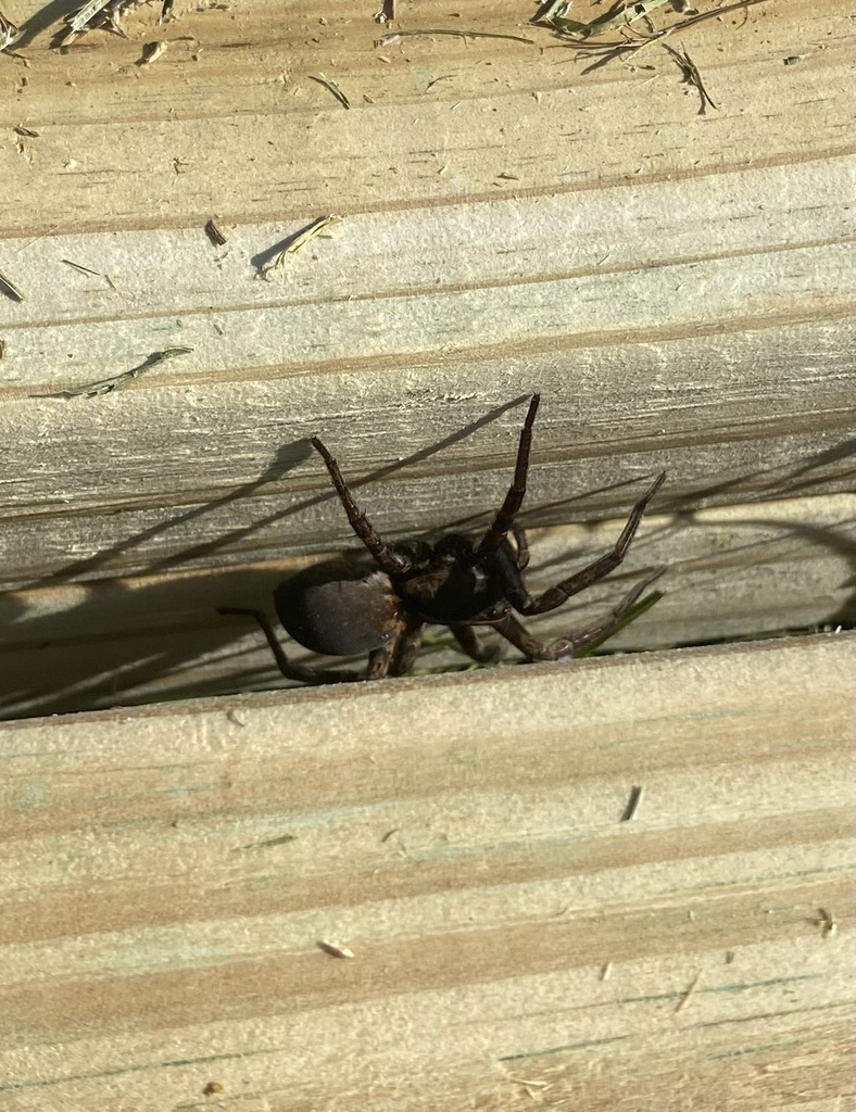 Typical Spiders from Lumpkin Rd, Carriere, MS, US on April 26, 2023 at ...