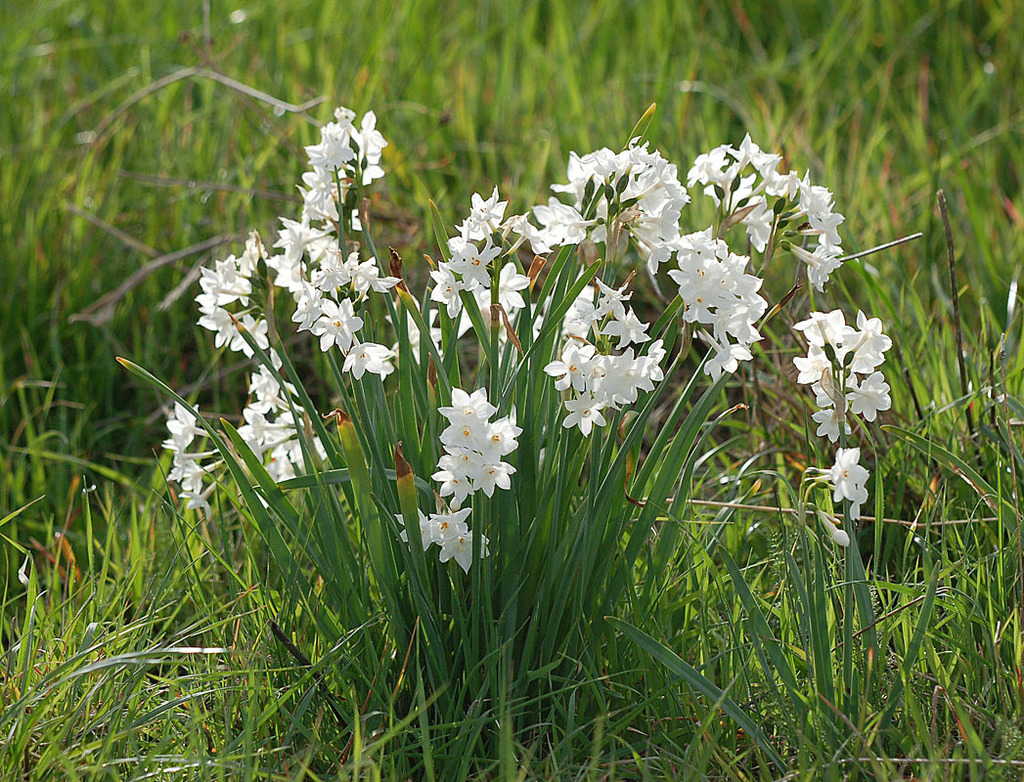 Narcissus papyraceus papyraceus from Grazalema, Spain on February 25 ...