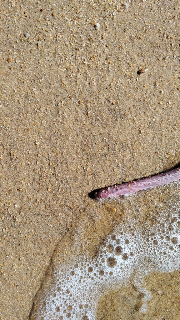 Smallhead Worm Lizard from Vila do Abraão, Angra dos Reis - State of ...