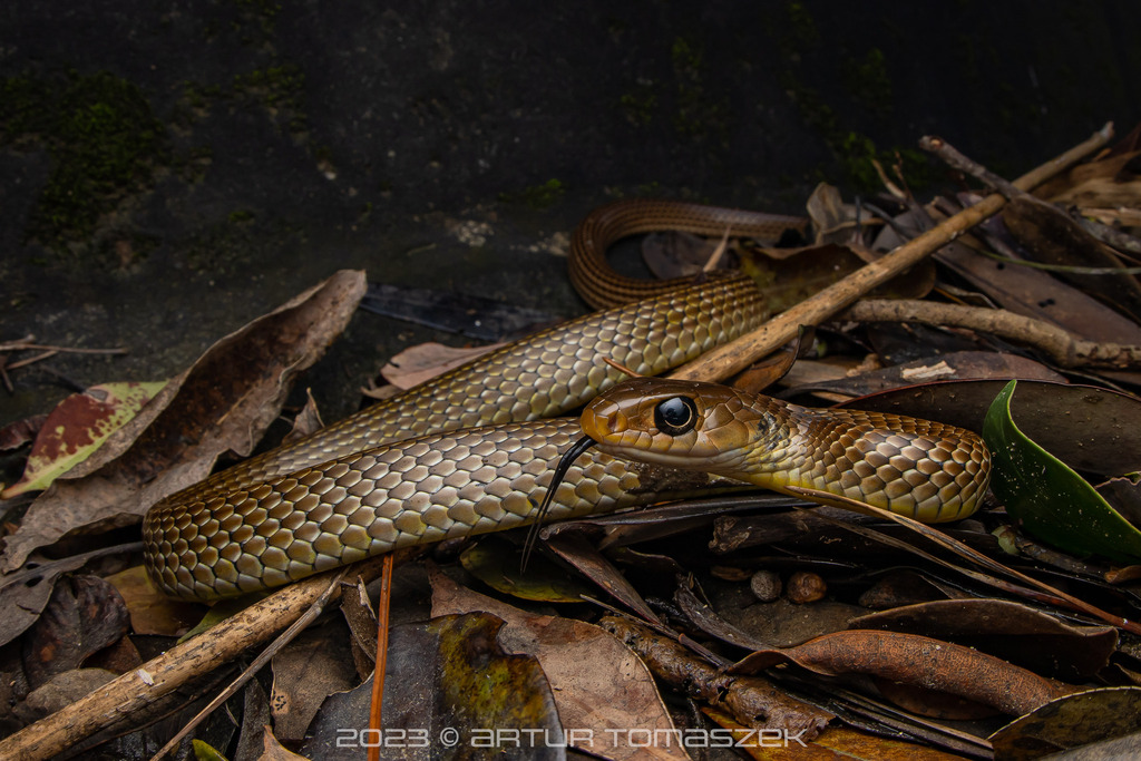 Indo-Chinese Rat Snake in May 2023 by Artur Tomaszek · iNaturalist