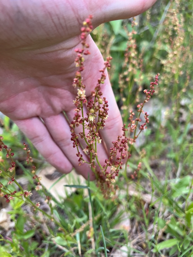 Sheep's sorrel from Livingston County, MI, USA on May 21, 2023 at 06:43 ...