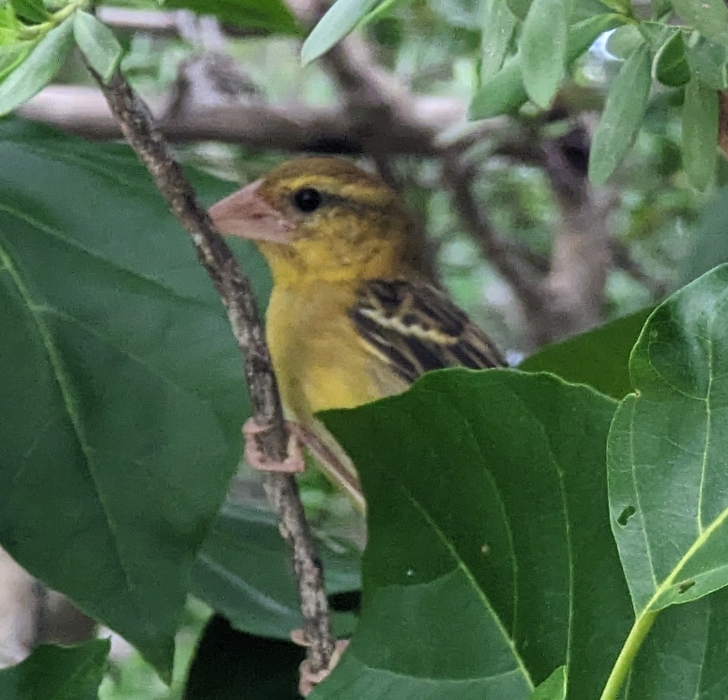 Aldabra Fody in May 2023 by Daniel Austin · iNaturalist