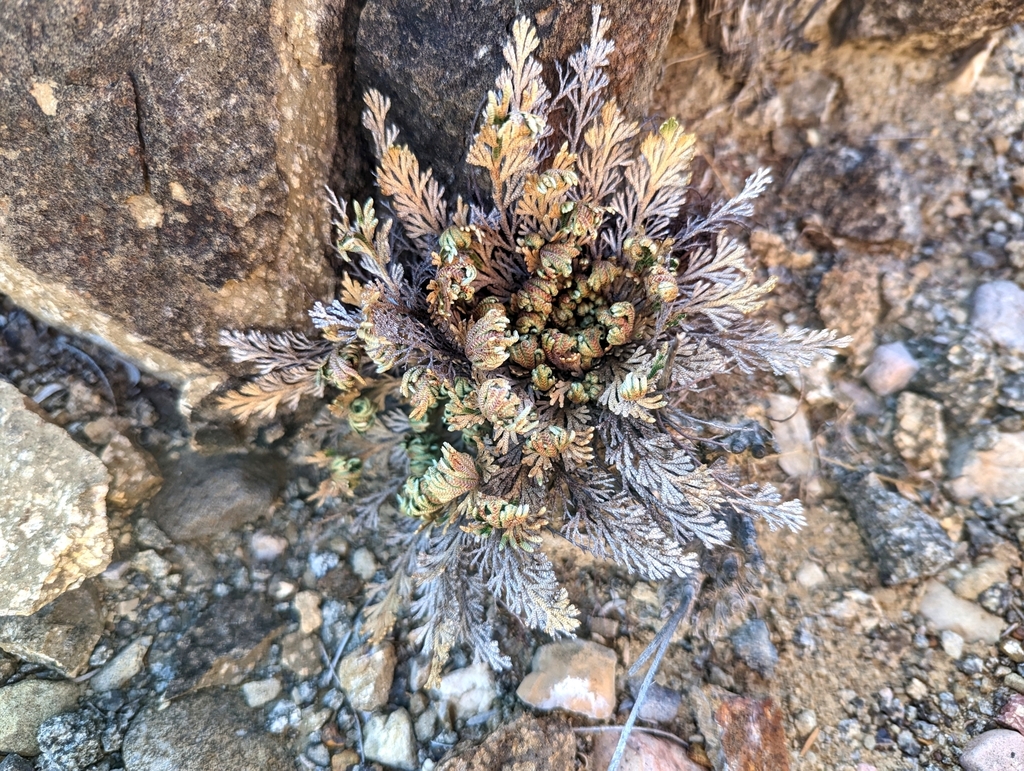 resurrection plant from Big Bend National Park, TX 79834, USA on ...
