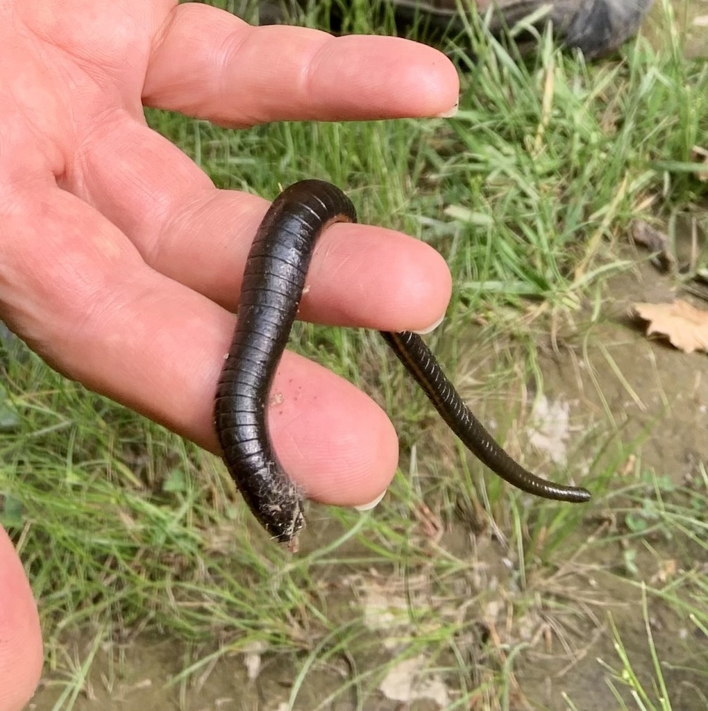 Horse Leech from Buttermilk Hill Rd, Delaware, OH, US on May 24, 2023 ...