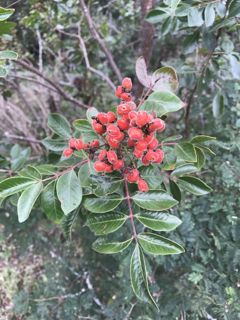 evergreen sumac from Hidalgo, Hidalgo, NL, MX on November 18, 2018 at ...