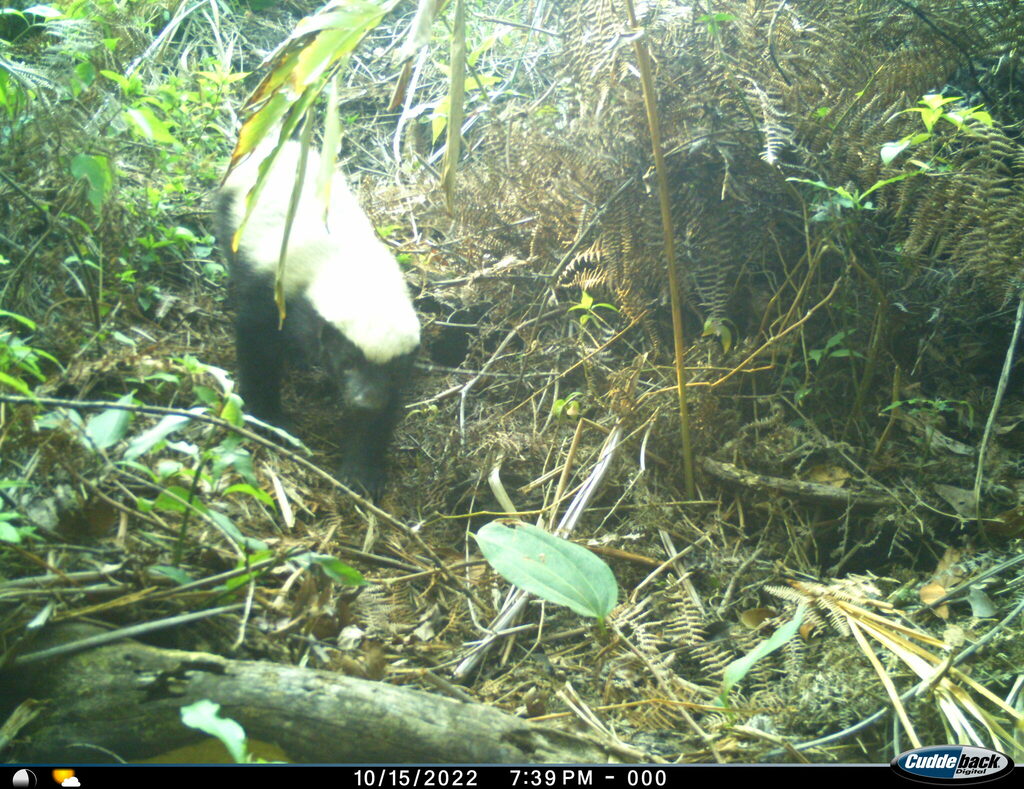 Ratel from Upemba, Haut-Shaba, CD-KT, CD on May 24, 2023 at 07:39 PM by ...