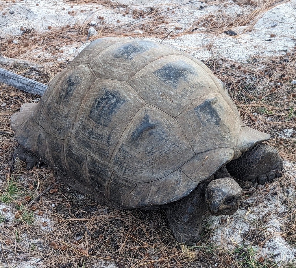 Aldabra Giant Tortoise in May 2023 by Daniel Austin · iNaturalist