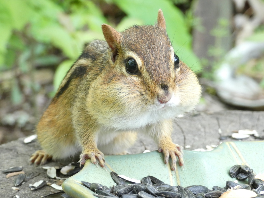 Eastern Chipmunk from Venango County, PA, USA on May 24, 2023 at 10:36 ...